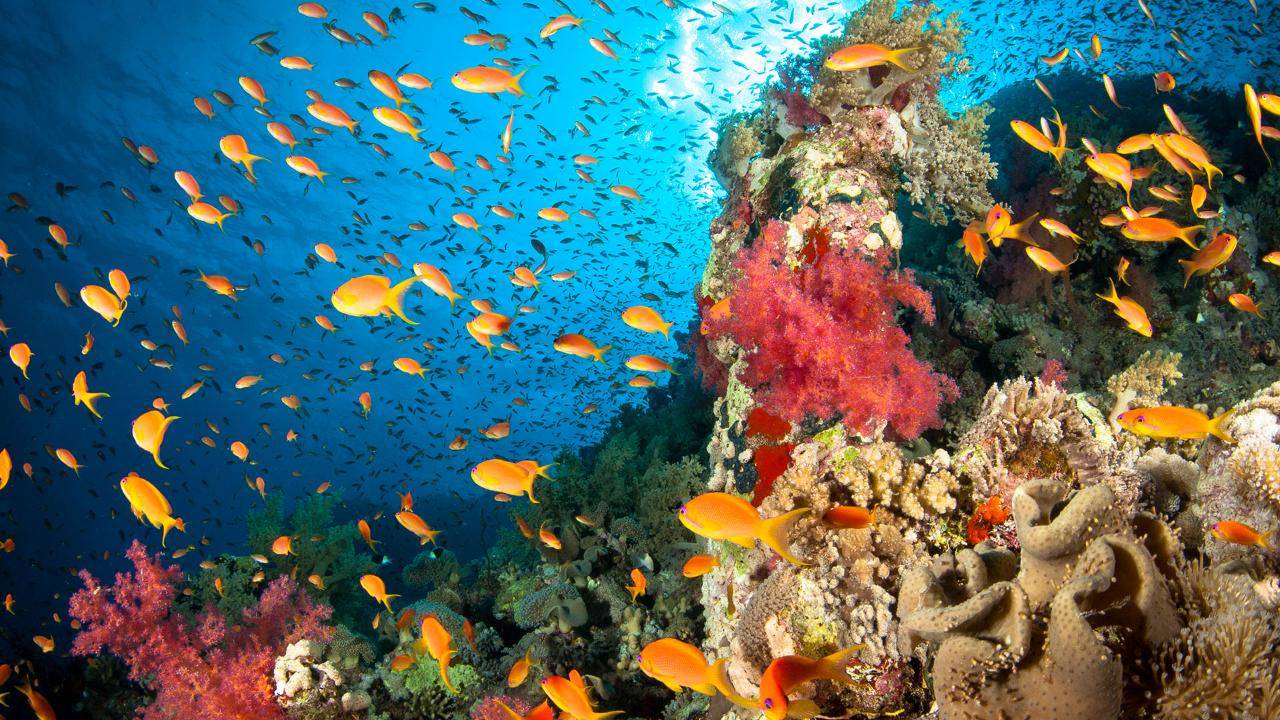 Scuba Diving Alor: North Alor Dive Sites & Highlights