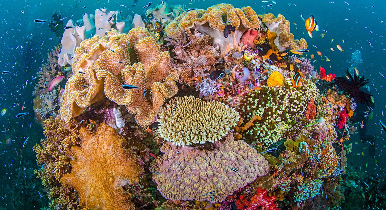 Complete Guide to Snorkeling in Alor, Indonesia